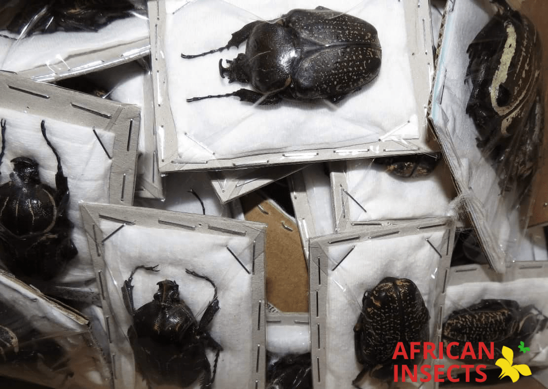 African Insects Gallery | African Insects
