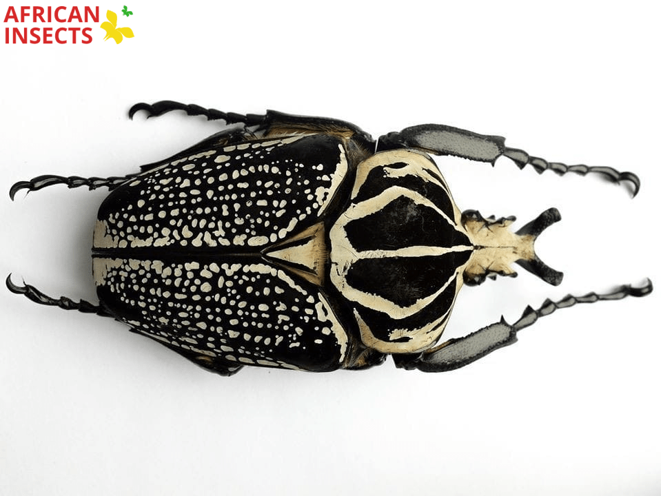 African Insects Gallery | African Insects