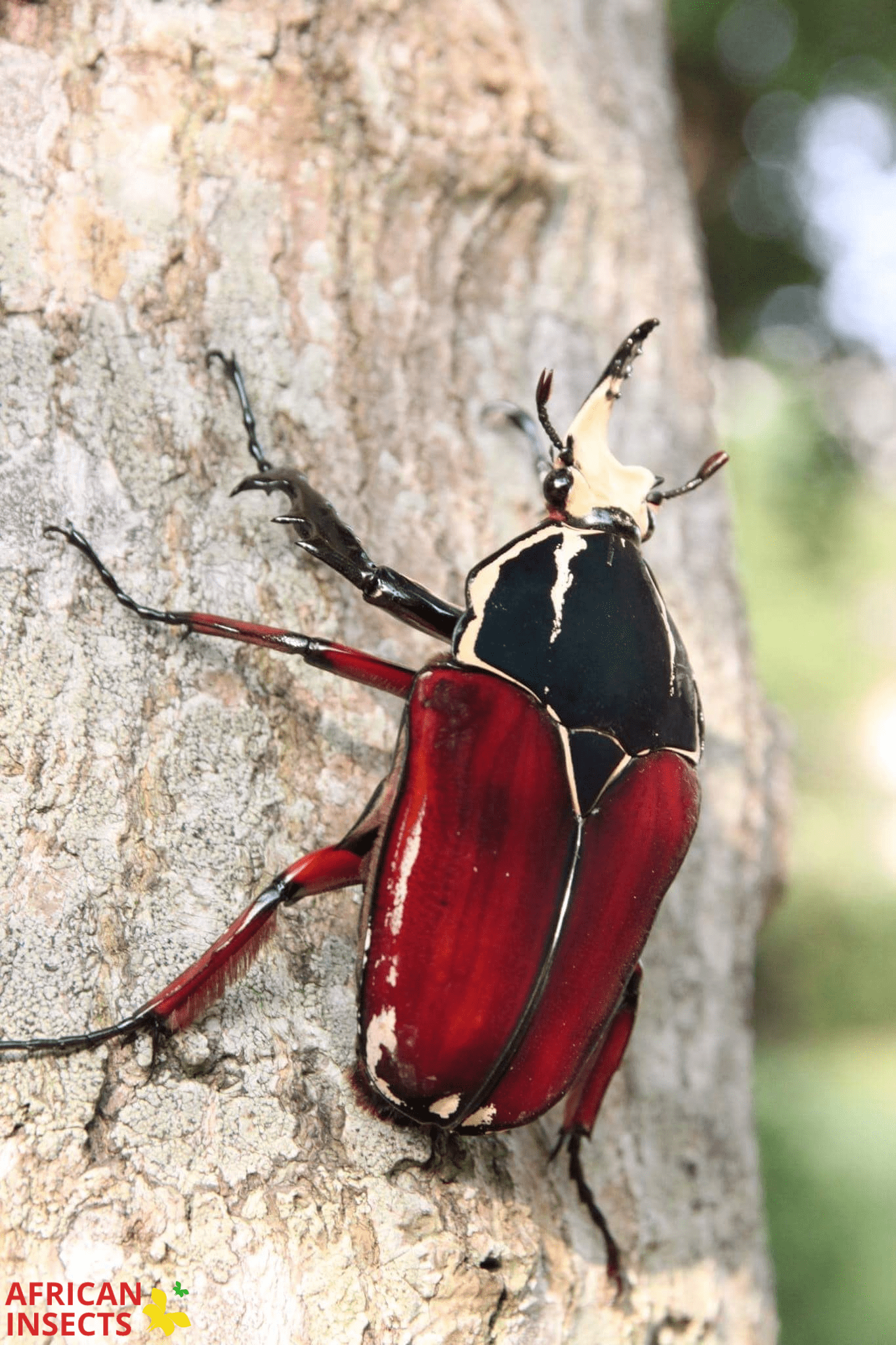 African Insects Gallery | African Insects